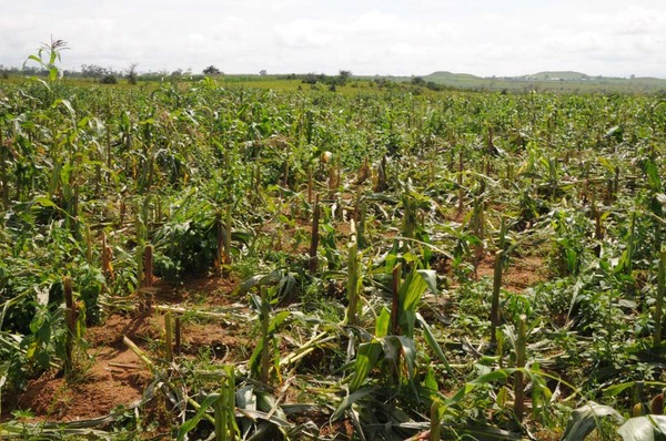 Kwara Farm Project Wins Global Film Award – Channels Television