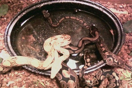 snake 1 – Channels Television