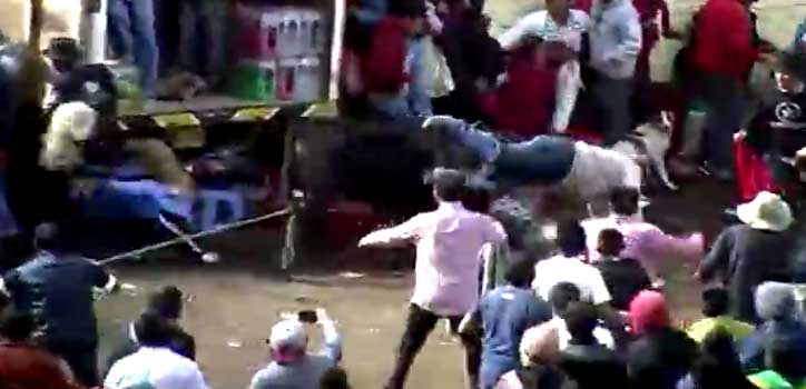 At Least 12 Injured In Traditional Bull Running – Channels Television