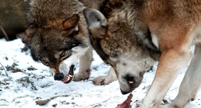 Scientists Find Blood Molecule That Attracts Wolves, Repels Humans ...