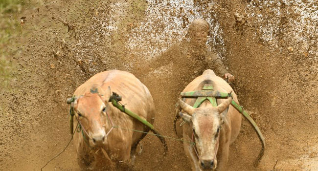 Wet-And-Wild Ride: Indonesia Mud Bull Races Not For Faint Hearts ...