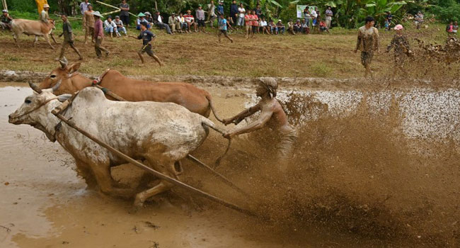Wet-And-Wild Ride: Indonesia Mud Bull Races Not For Faint Hearts ...
