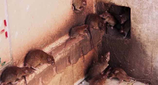 Experts Seek Effective Synergy To Tackle Lassa Fever – Channels Television