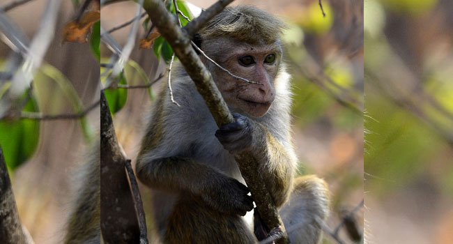 Chinese Scientists Create Monkeys With Human Brain Genes – Channels ...