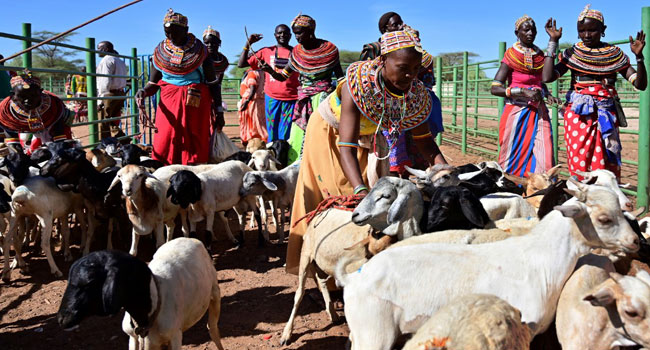 Tradition Meets Tech As Kenya’s Herders Adapt To Climate Change ...