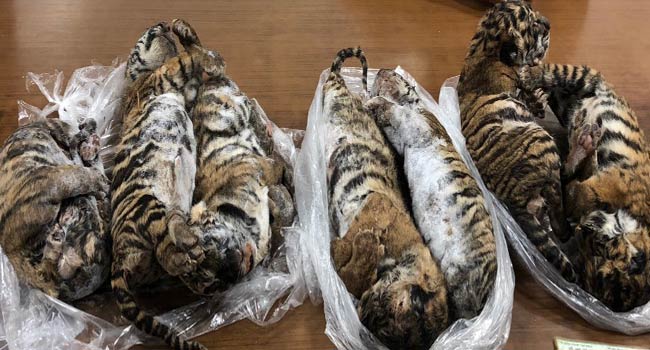 Seven Dead Tigers Seized By Police In Vietnam – Channels Television