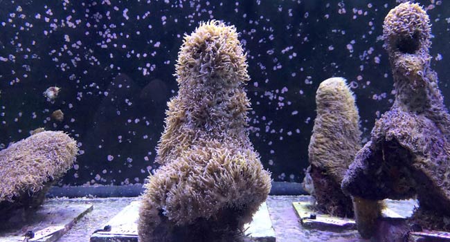 Scientists Reproduce Coral In Laboratory – Channels Television