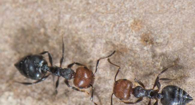 World's Fastest Ant Clocks Nearly A Metre Per Second • Channels Television