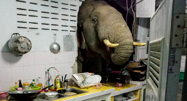 Elephant Crashes Into A Woman’s Kitchen In Search For Food – Channels ...