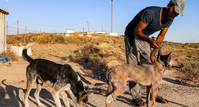 In Gaza, Traumatised Palestinians Tend To Shell-Shocked Pets – Channels ...
