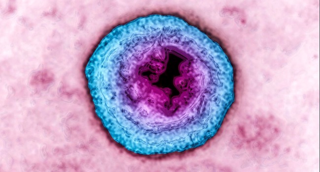 Cold Virus Electron Microscope