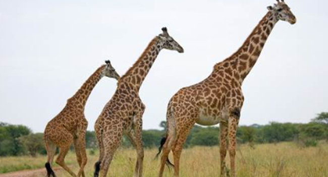 Giraffe Kills Toddler In South Africa – Channels Television