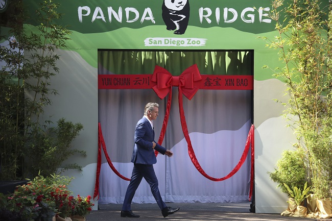 California Zoo Throws A Show To Welcome Back Chinese Pandas • Channels ...