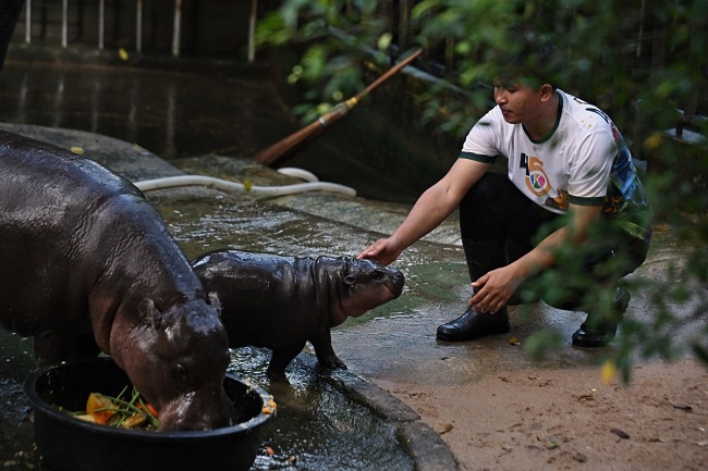Endangered Pygmy Hippo Goes Viral From Thai Zoo • Channels Television