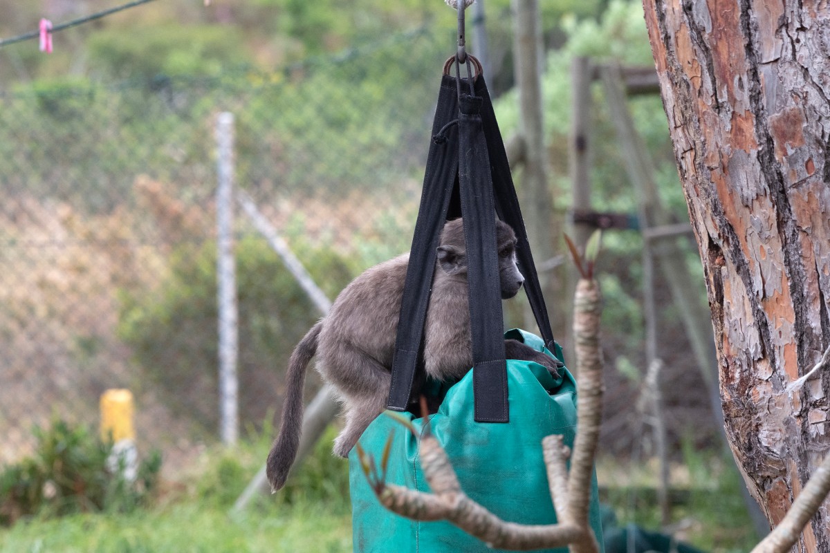 As Baboons Become Bolder, Cape Town Battles For Solutions • Channels ...