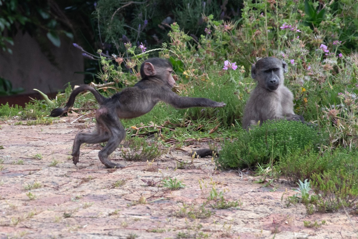 As Baboons Become Bolder, Cape Town Battles For Solutions • Channels ...